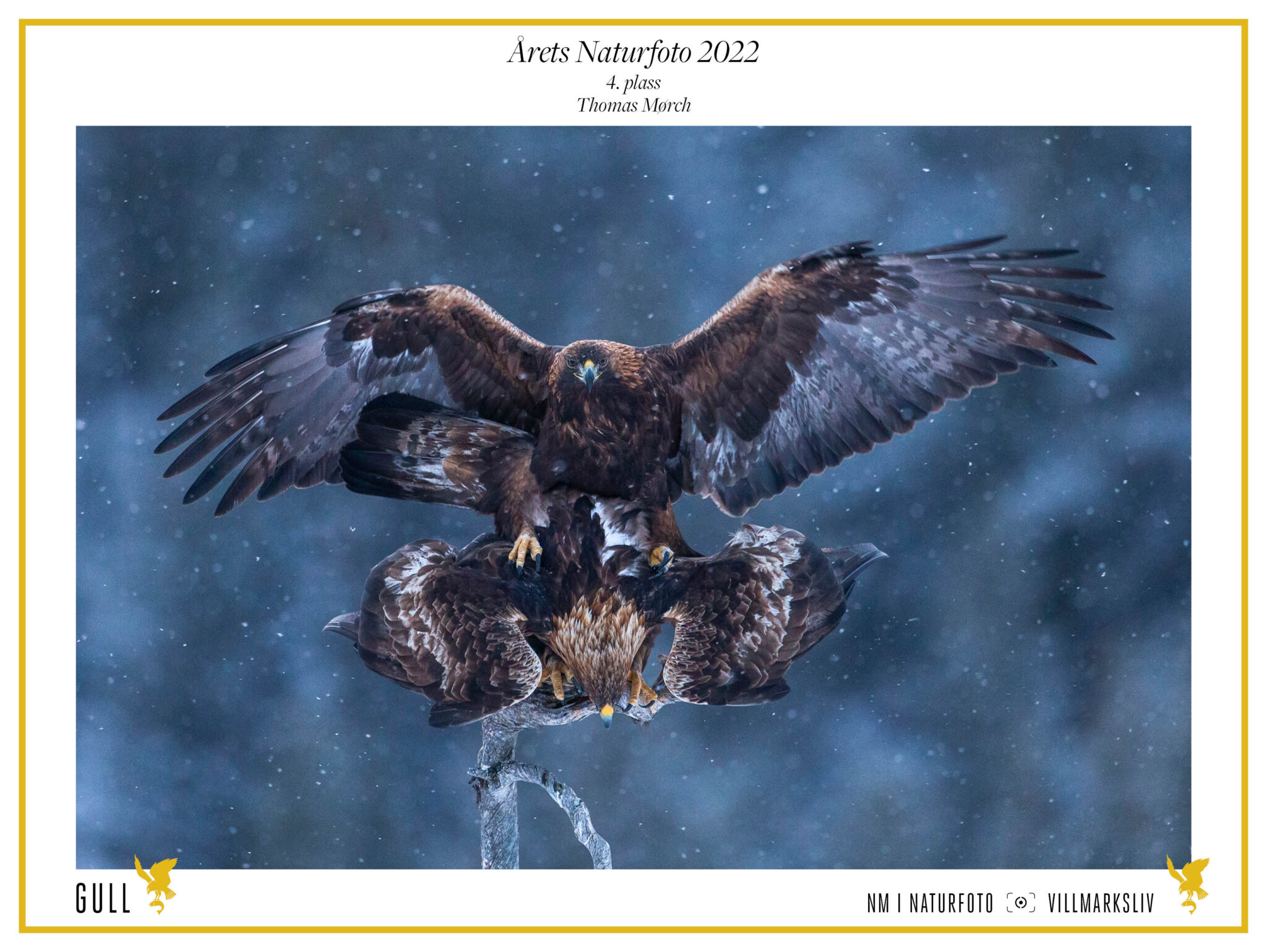 NM i Naturfoto – Årets Naturfoto 2022 - NM i naturfoto